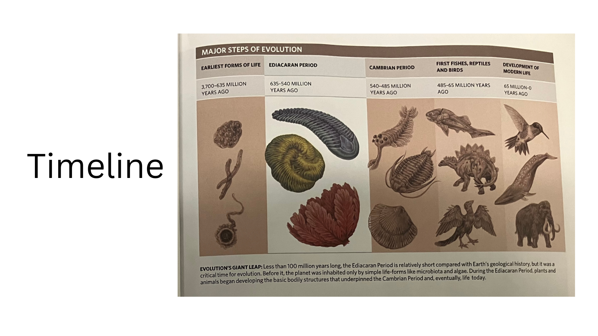 Canva Templates – Inspired by the Nature Conservancy
